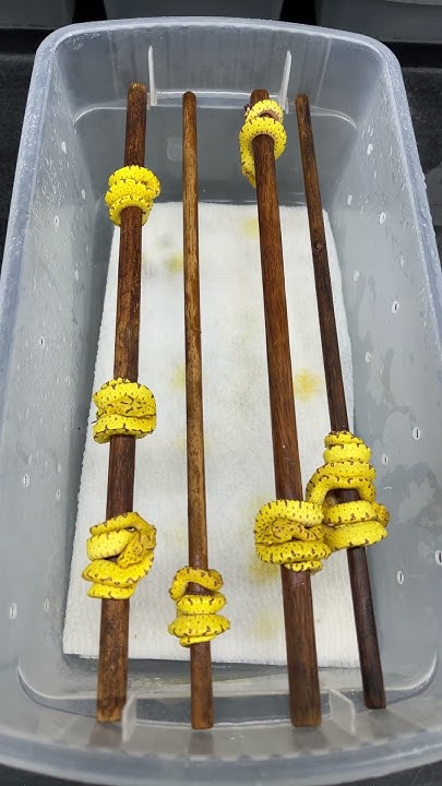 Baby Green Tree Pythons at Royal Constrictor Designs! - YouTube