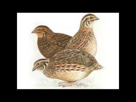 Κυνηγι ορτυκιου 2017 (Hunting quail ) - YouTube