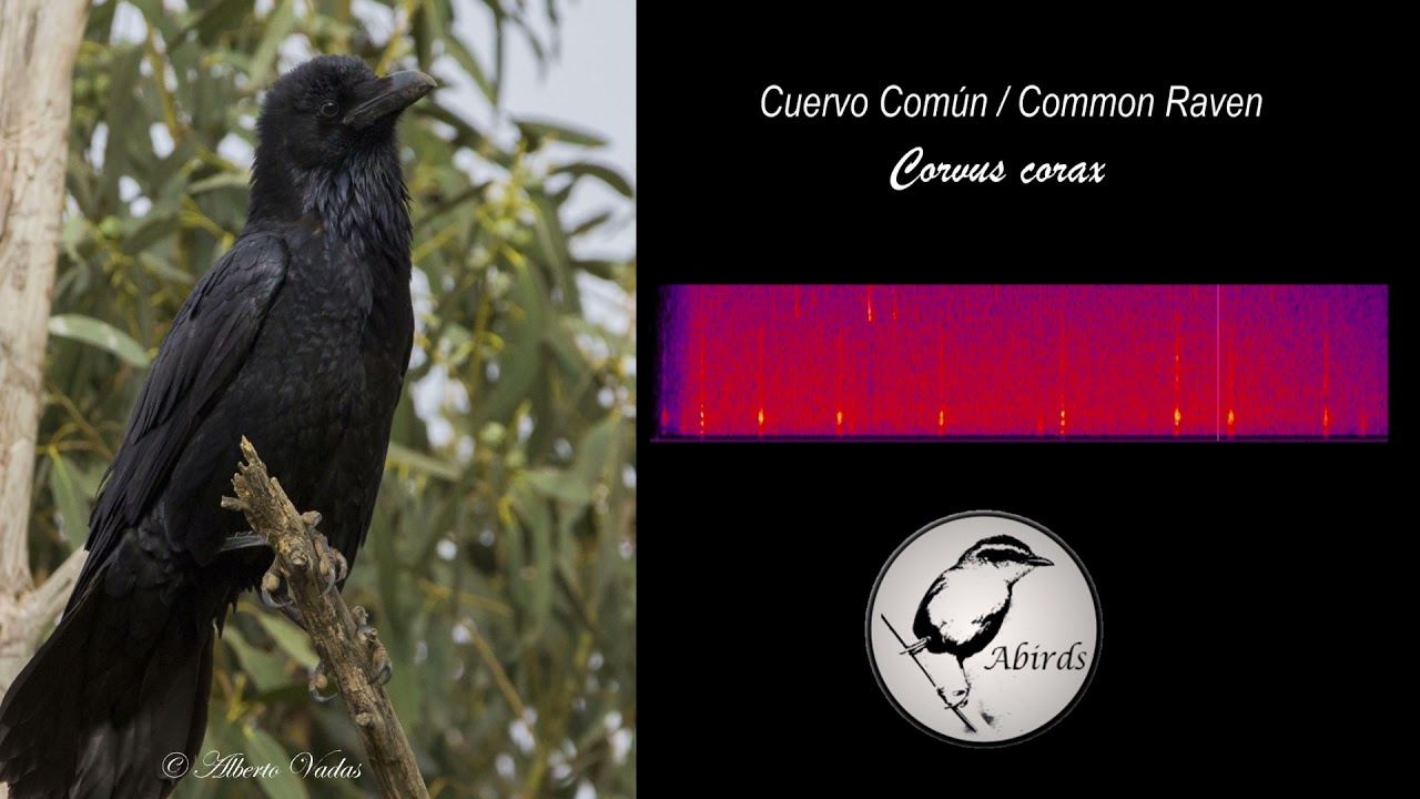 Corvus corax (Cuervo común) - YouTube