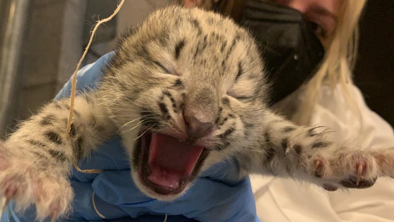 Tiny Snow Leopard Cub Brings BIG Joy After Heartbreak ️🐾 - YouTube