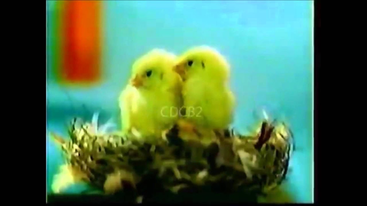 Nicktoons 2004- Bumper Montage Promo - YouTube