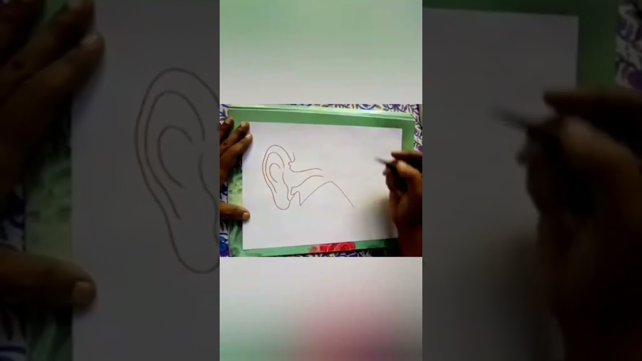 How to draw Ear || Internal structure of human Ear || Science diagrams ...
