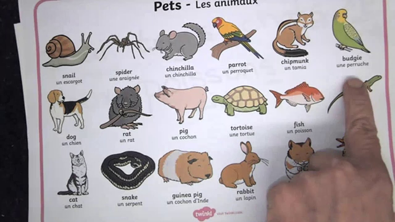 Pets in French - YouTube