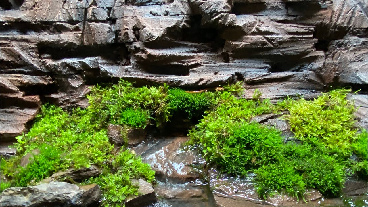 Cave Salamander Enclosure - YouTube