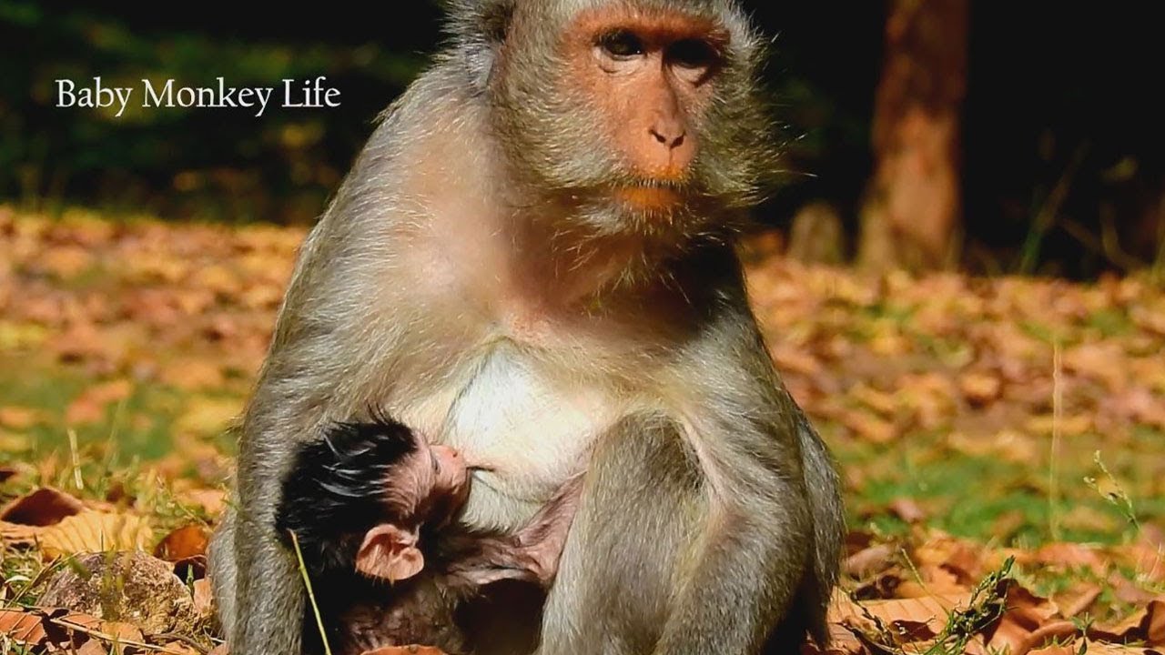 Adorable Jayden monkey had sunbathing with mom after born 4 days ago ...