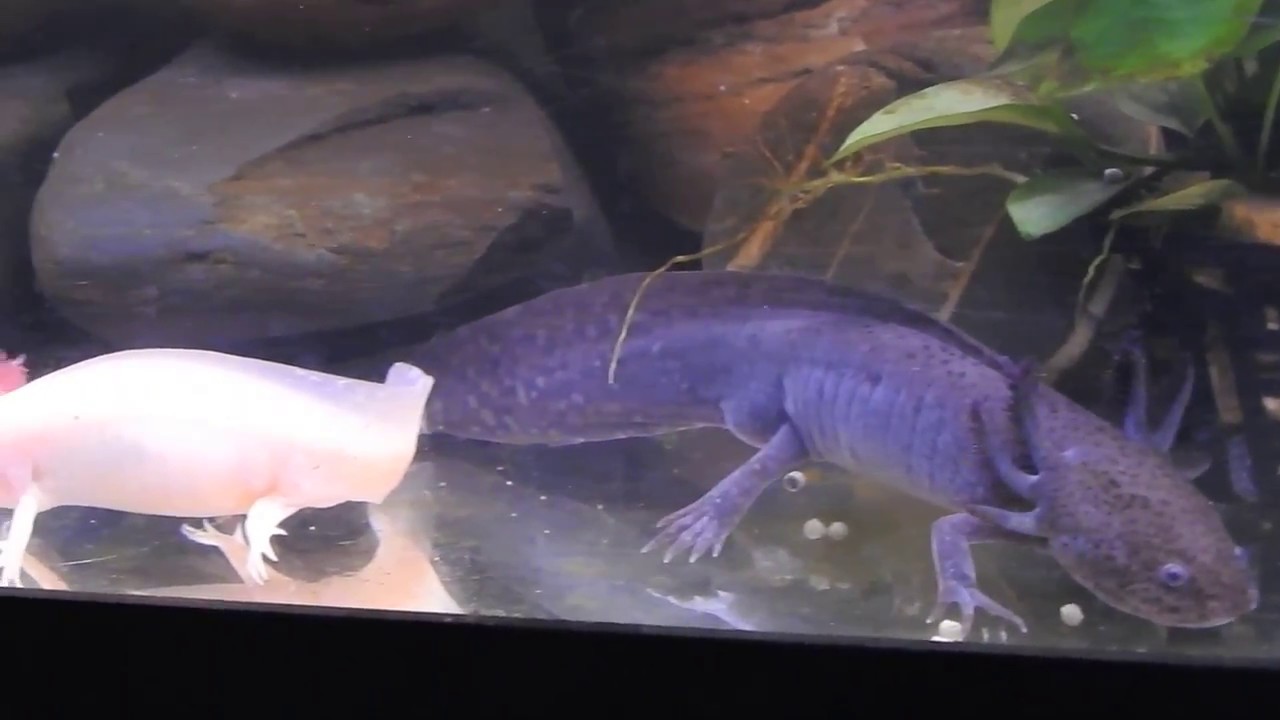 Axolotl aquarium - YouTube