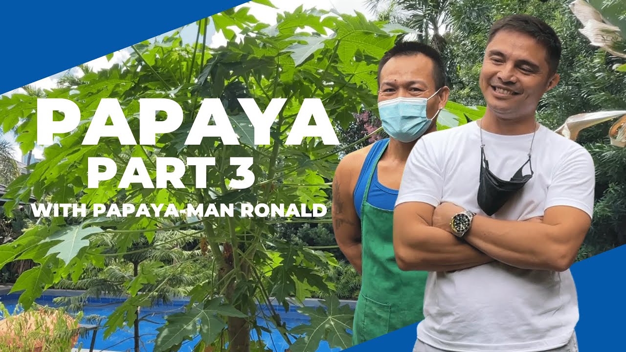 PAPAYA UPDATE PART 3 - YouTube