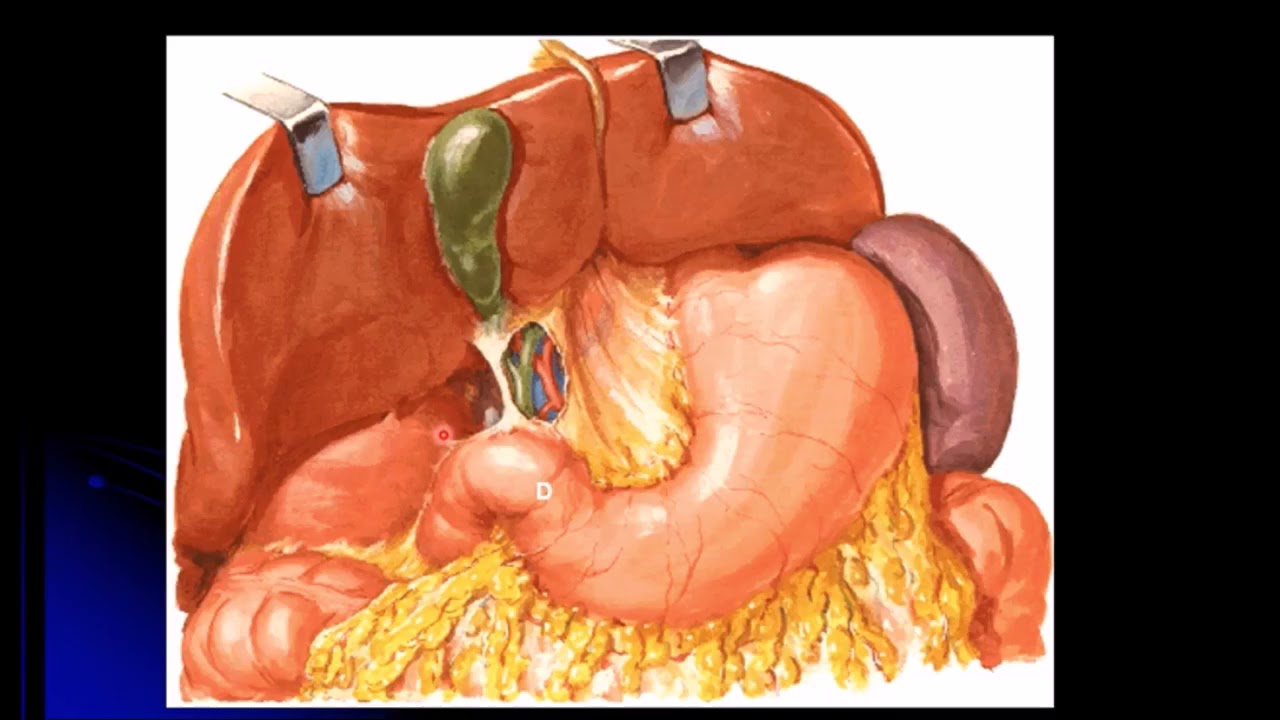 DUODENO PARTE 2. PROF. DR. MARCELINO BRÍTEZ CABRERA - YouTube