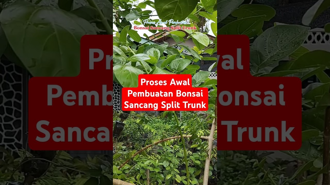 Proses Awal Pembuatan Bonsai Sancang Split Trunk - YouTube