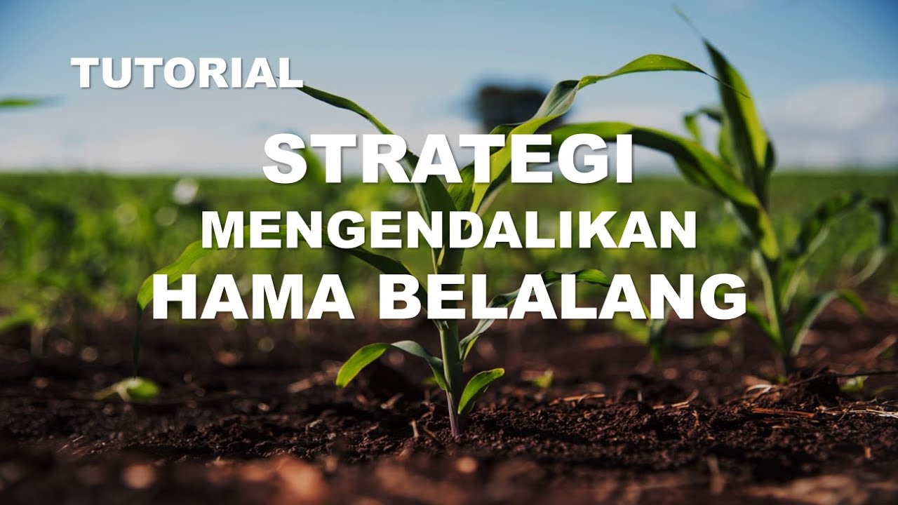 TUTORIAL Teknis mengendalikan Hama Belalang dengan efektif - YouTube