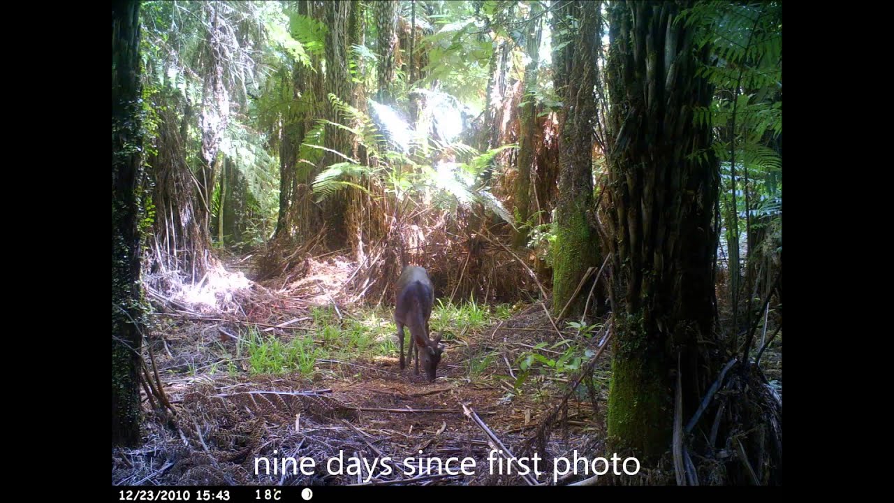 NZ fallow Buck antler growth over 34 days. - YouTube
