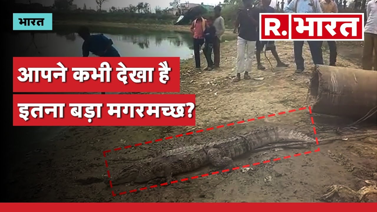 Aligarh News : एक गांव के तालाब में घुसा विशाल Crocodile | Magarmach Ka ...