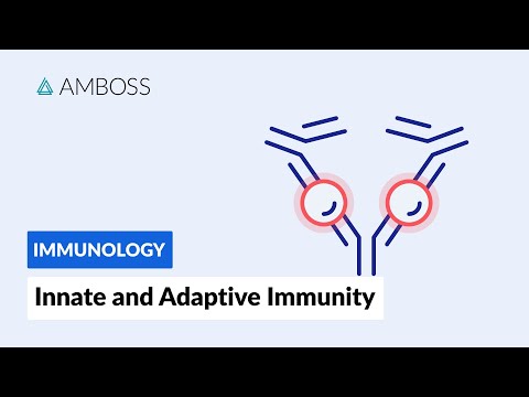 Innate and Adaptive Immunity: Types of Immune Responses (Short version)