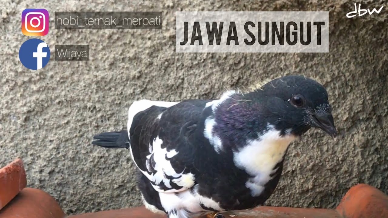 ANTIK !! MERPATI JAWA SUNGUT CORAK SAPI - YouTube