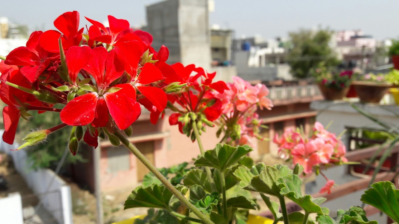 Collecting seeds of Geranium for summers || 24 March, 2017 - YouTube
