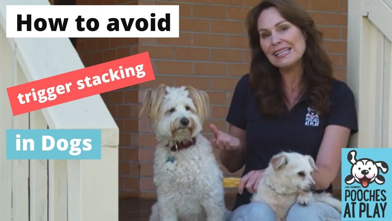How to avoid trigger stacking in dogs - YouTube