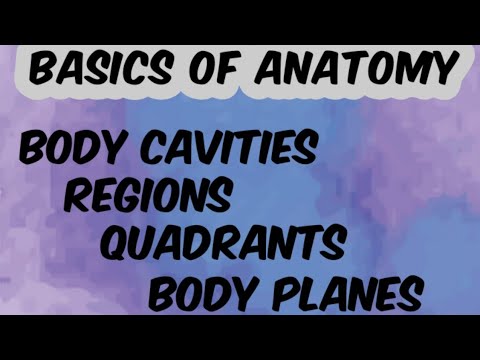 BASICS OF ANATOMY /Body Cavities, regions, quadrants/2019 - YouTube