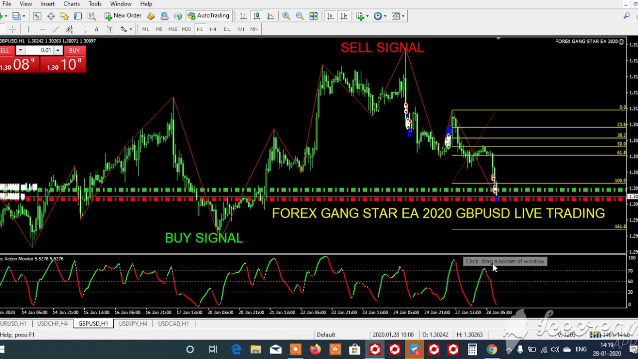 FOREX GANG STAR EA 2020 PROFITS DAILY 50% TO 100% LIVE TRADING - YouTube