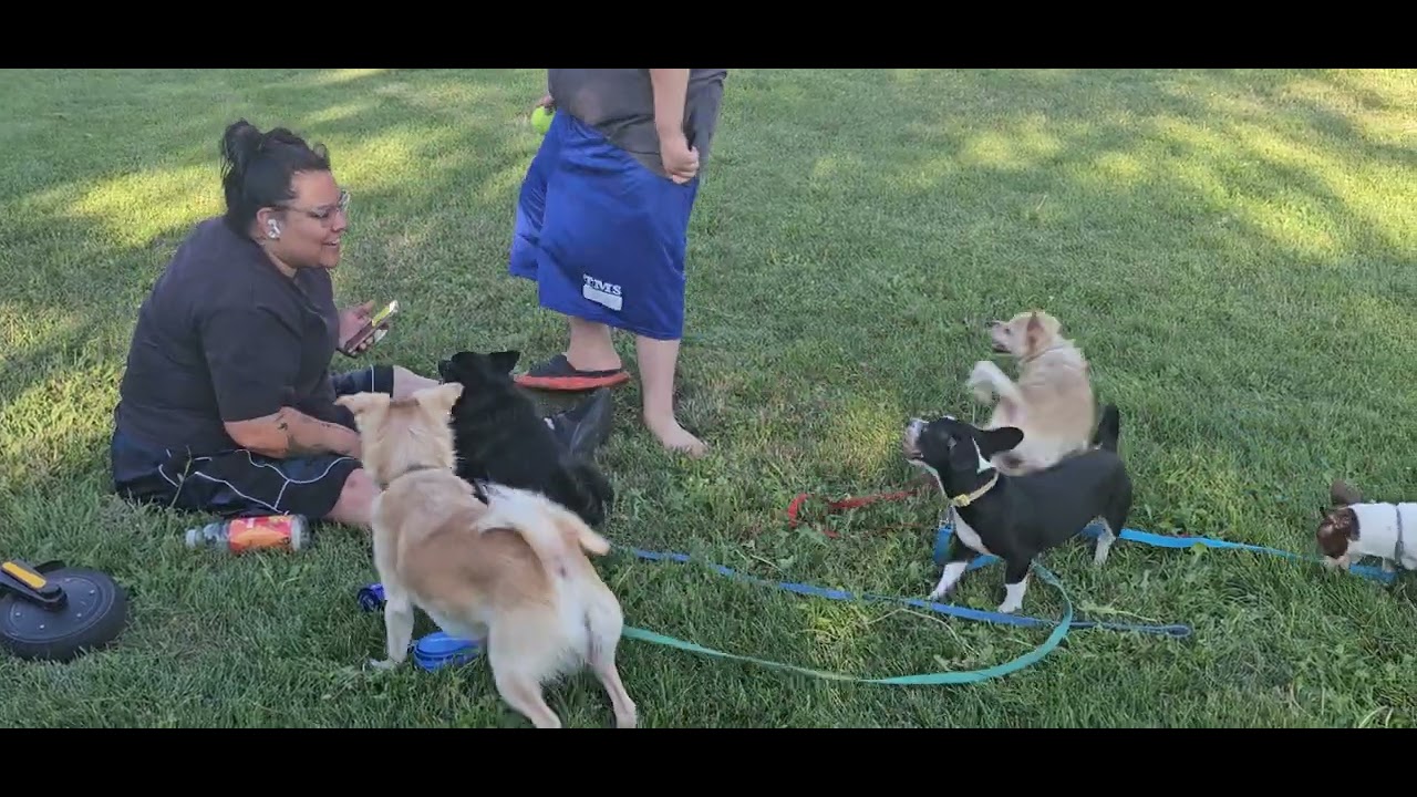 we aer playing with the dogs? - YouTube