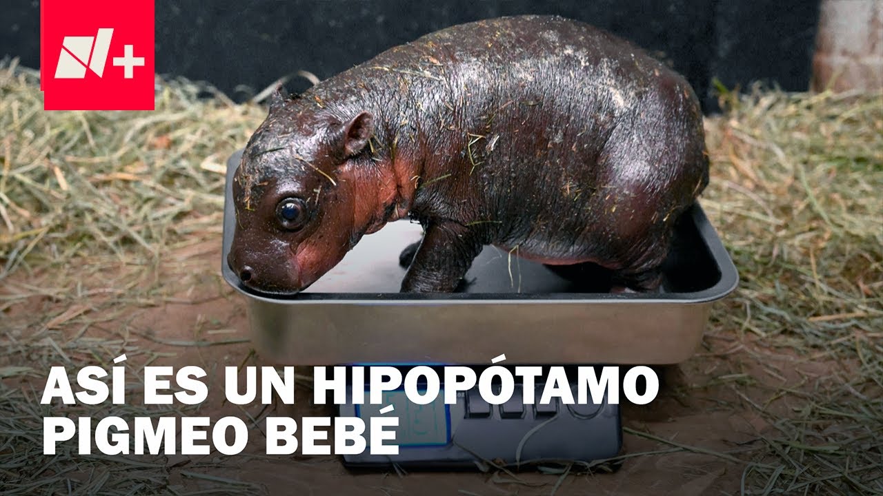 Nace un hipopótamo pigmeo bebé, especie en peligro de extinción - N+ ...