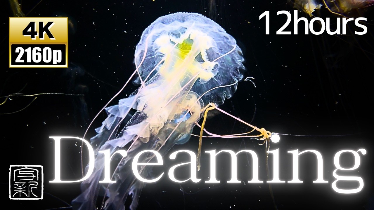 Jellyfish💨 Dance Moves That Will Melt🫧 Your Heart!💖 , 4K/UHD 12HRS ...