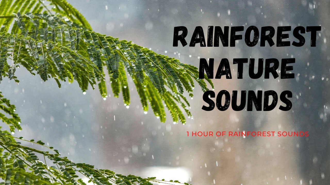1 Hour of Rainforest Rain Sounds for Stress Relief | Jungle Nature ...