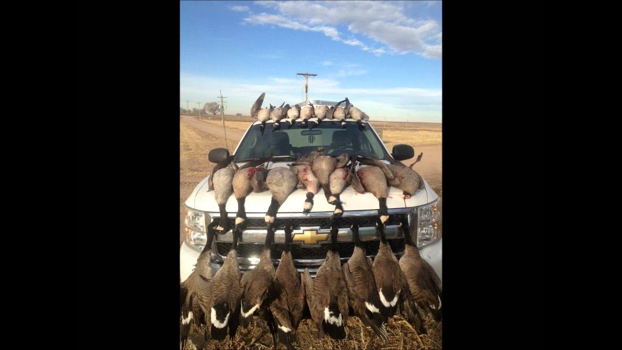 Colorado waterfowl hunting - YouTube
