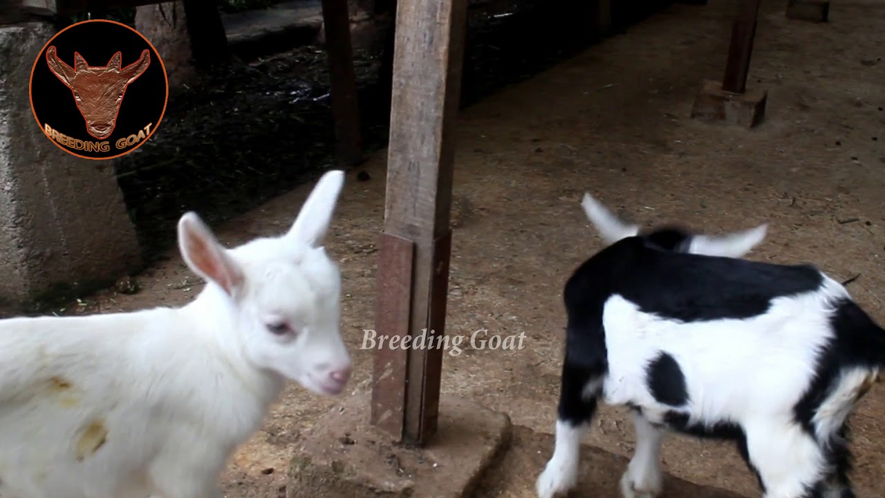 The result of a new generation of saanen goats - YouTube