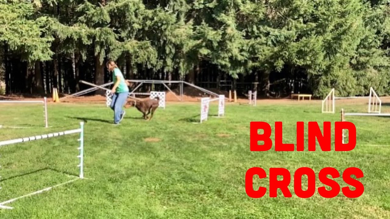 How to Train an Agility Blind Cross - The Easy Way - YouTube