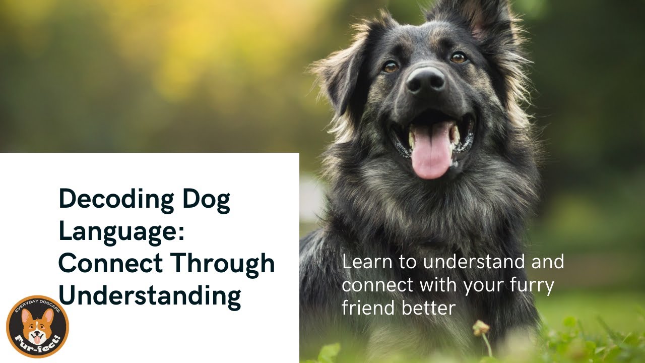 Decoding Dog Language Understand & Connect - YouTube