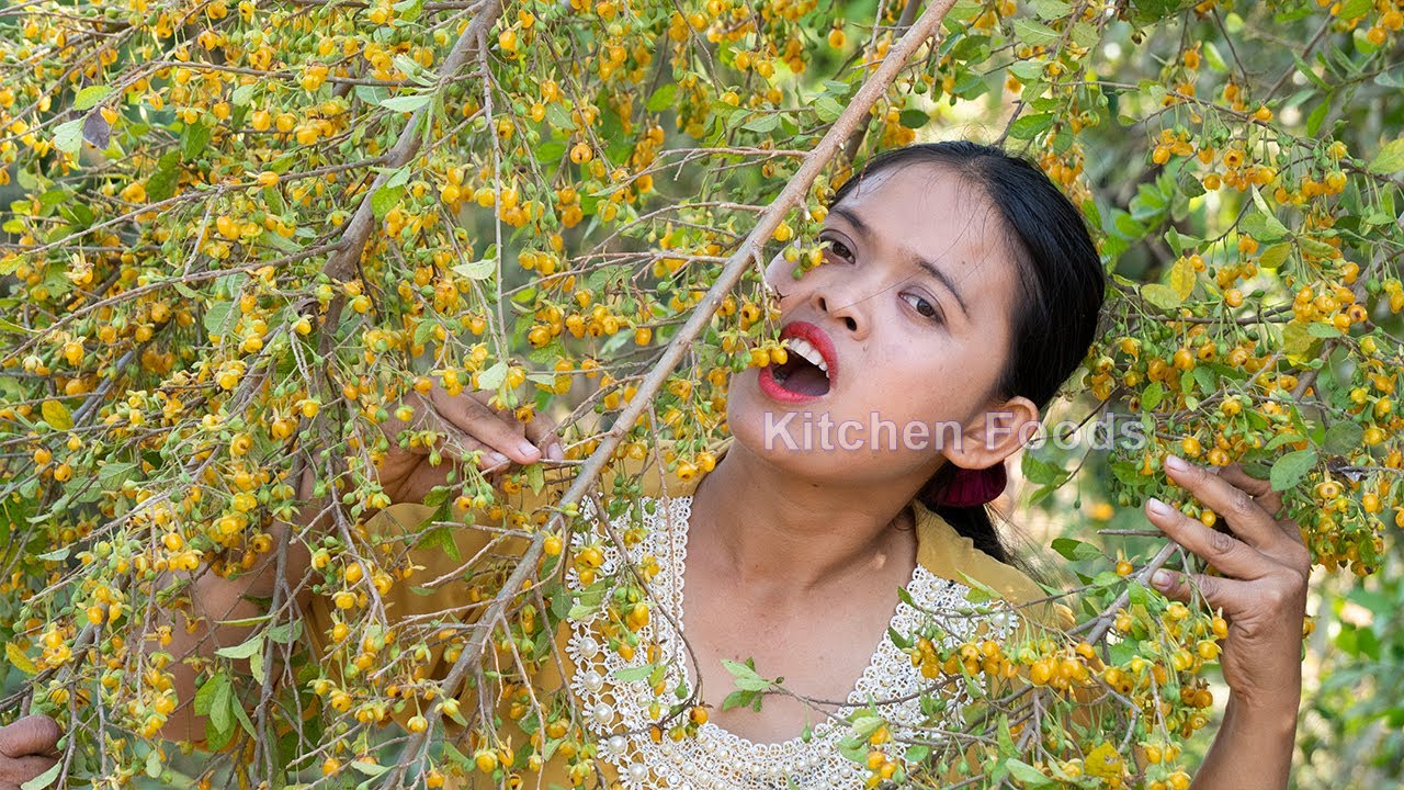 Did You Know This Wild Fruit? Pickle Streblus Asper Fruit for Eating ...