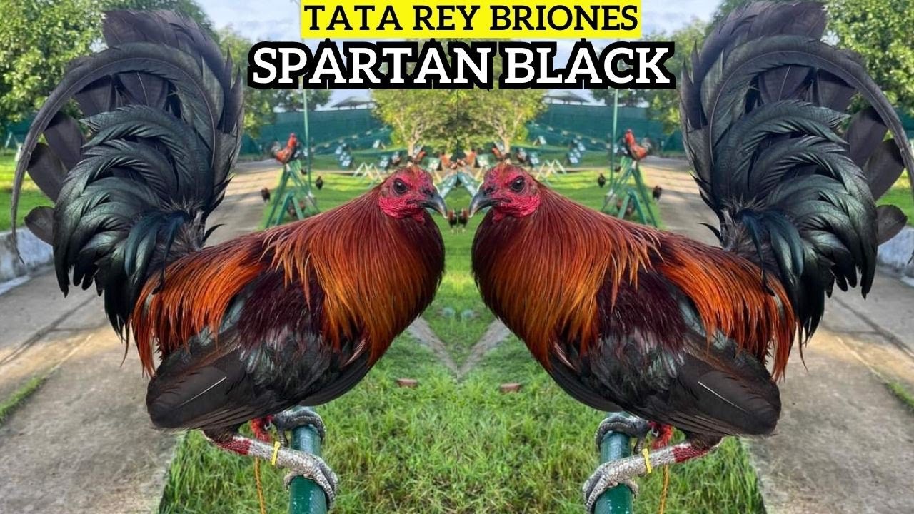 Tata Rey Briones Original Spartan Black - Beautiful Black Birds - YouTube