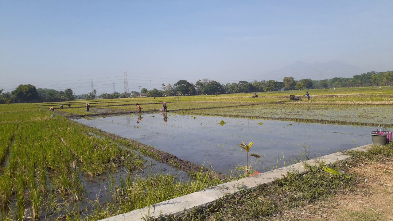 Musim tanam - YouTube