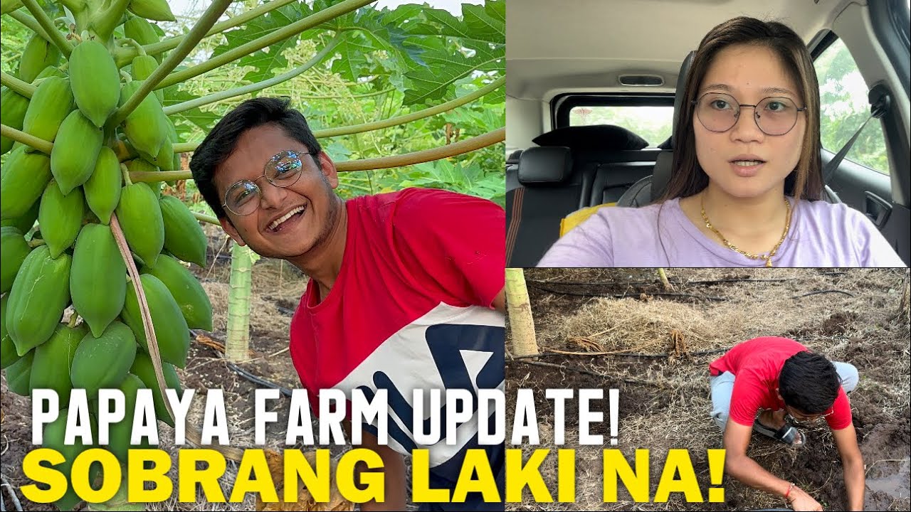 GANITO ANG NANGYARI SA FARM NAMIN! PAPAYA FARM UPDATE - YouTube