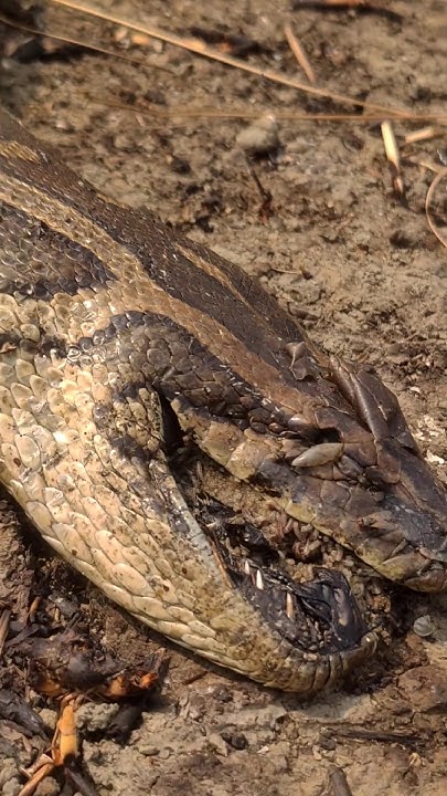 इतना विशालकाय अजगर का मौ*त 😥 How Did The Giant Python Die? - YouTube