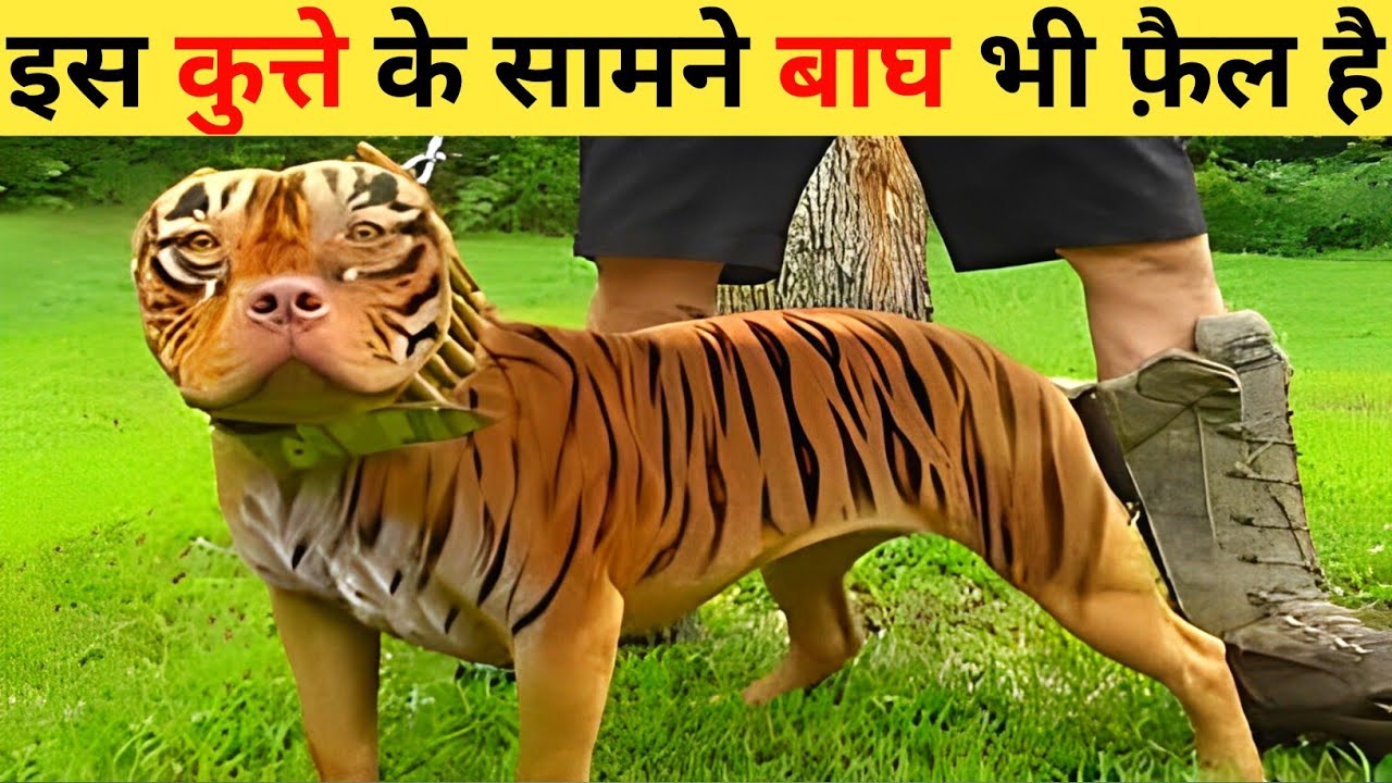 इस कुत्ते के सामने बाघ भी फ़ैल है | 10 Most Recently Discovered Dogs ...