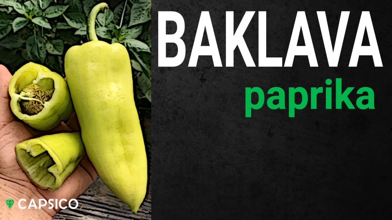 CAPSICO paprika fajták - BAKLAVA - YouTube