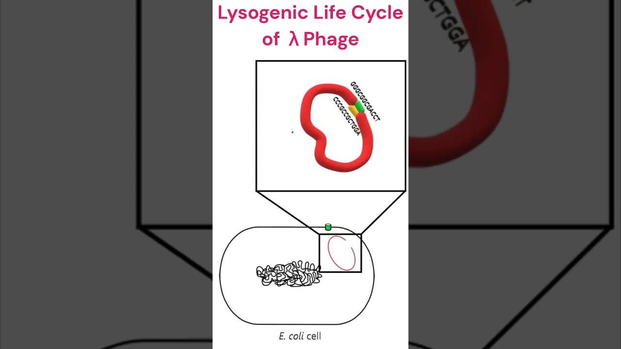 Bacteriophage Life Cycle Animation