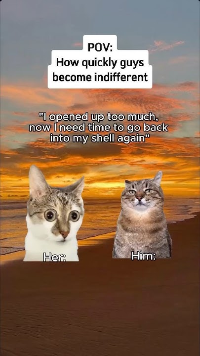 CAT MEMES 🐱How quickly guys become indifferent #catmemes #relatable # ...