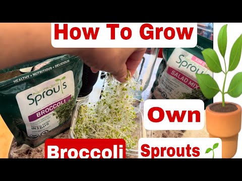 How To Grow Your Own Broccoli Sprouts /How To Start Broccoli Sprouts ...
