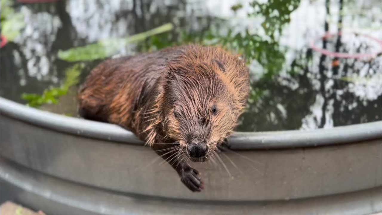 Friday shenanigans with beavers, raccoons, parrots and cats - YouTube