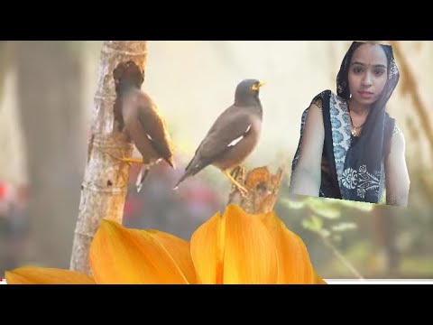 Maina chidiya 🕊️🕊️ - YouTube