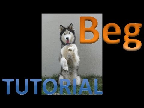 How to teach your dog to "Beg"/Sit Pretty - Tutorial - YouTube