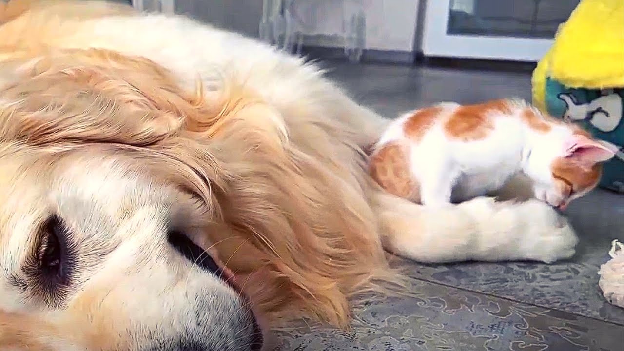 Kitten and Cat In Love With Dog, Funny Couples - YouTube