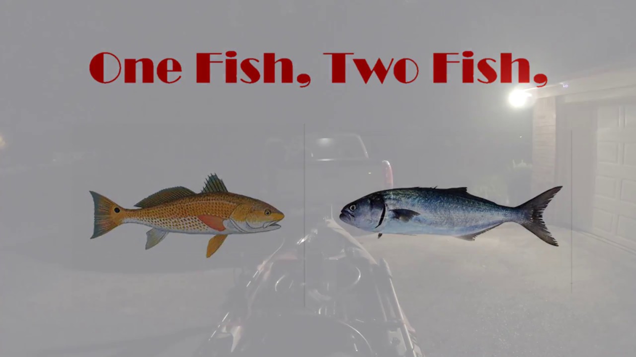 Monster bluefish and redfish - YouTube