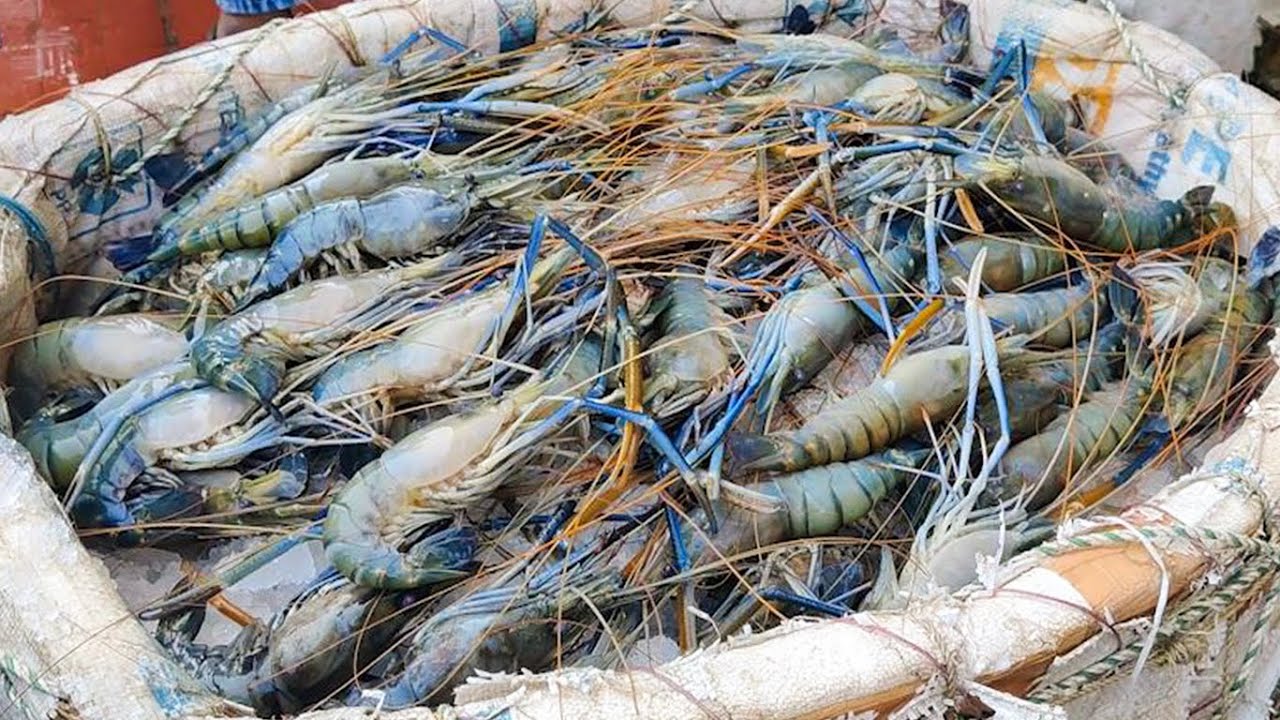 Live Prawn Packaging With Dust Ice/Seafood Processing In Bangladesh ...
