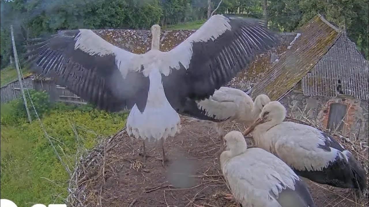 Stroks baby running and exercise of wing | White storks in Tukums ...