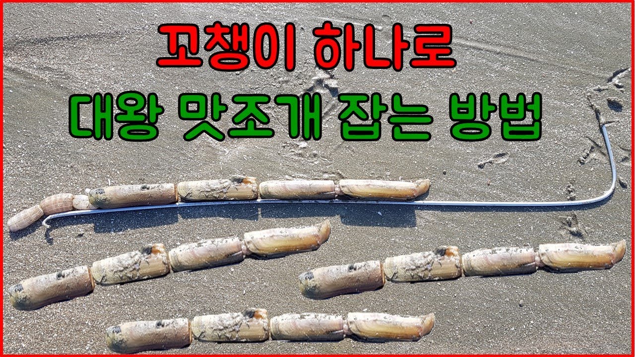 꼬챙이 하나로 대왕 맛조개 잡는 방법 ( razor clam hunter ) - YouTube