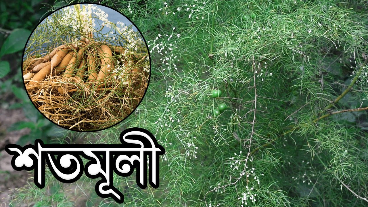 শতমূলী | Satamuli | Shatavari | Asparagus racemosus | satavar ...