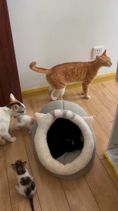 流浪一代组建的相亲相爱一家猫。领养代替购买 小奶猫的点点滴滴 记录猫咪日常 流浪猫变家猫 我和流浪猫的故事 猫咪猫咪的迷惑行为 猫咪日常 Catcatsstraycat